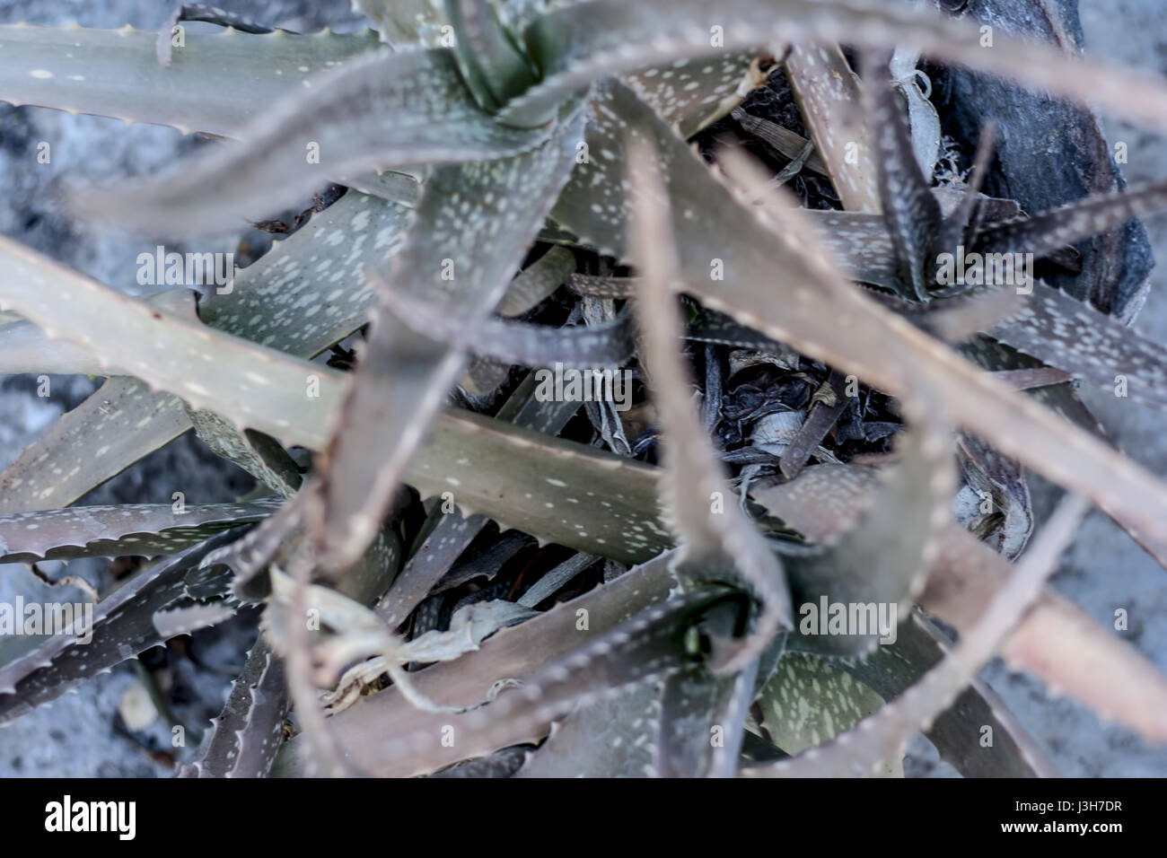 Alvera hi-res stock photography and images - Alamy