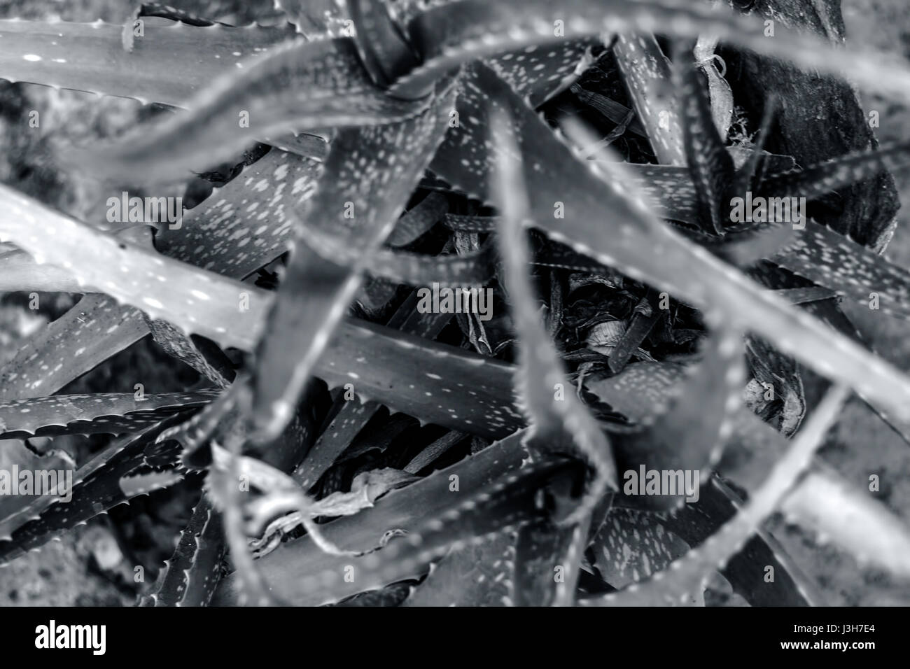 An dry Alvera plant in a flower pot Stock Photo - Alamy