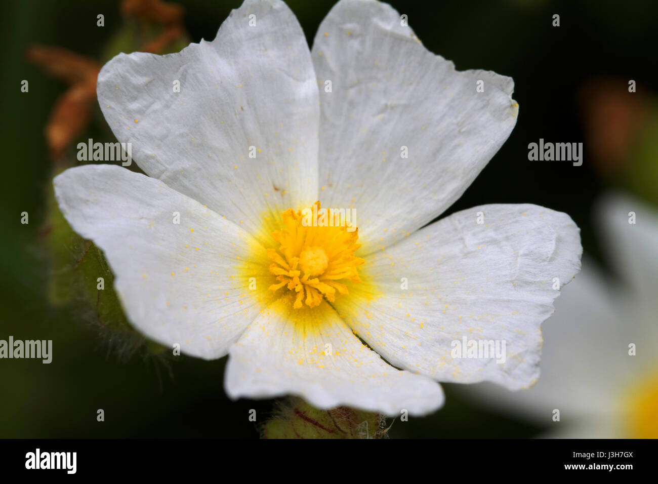National flower of croatia hi-res stock photography and images - Alamy