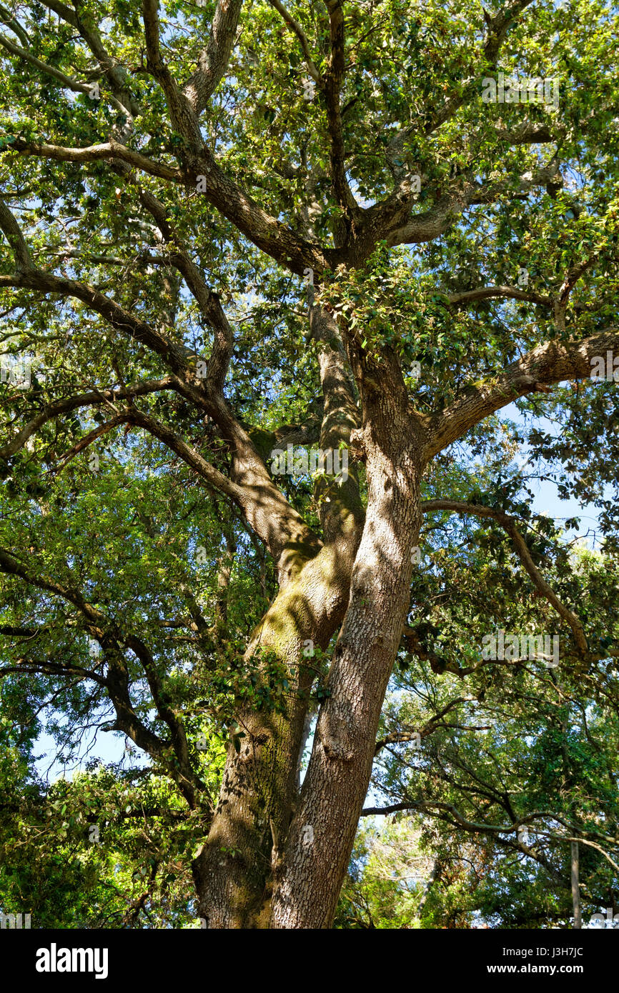 Holly oak tree canopy in Brijuni National Park Brijuni National Park ...