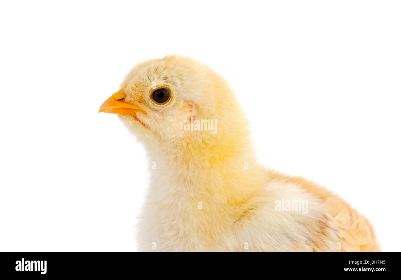 Profile of a yellow chicken isolated on a white background Stock Photo ...