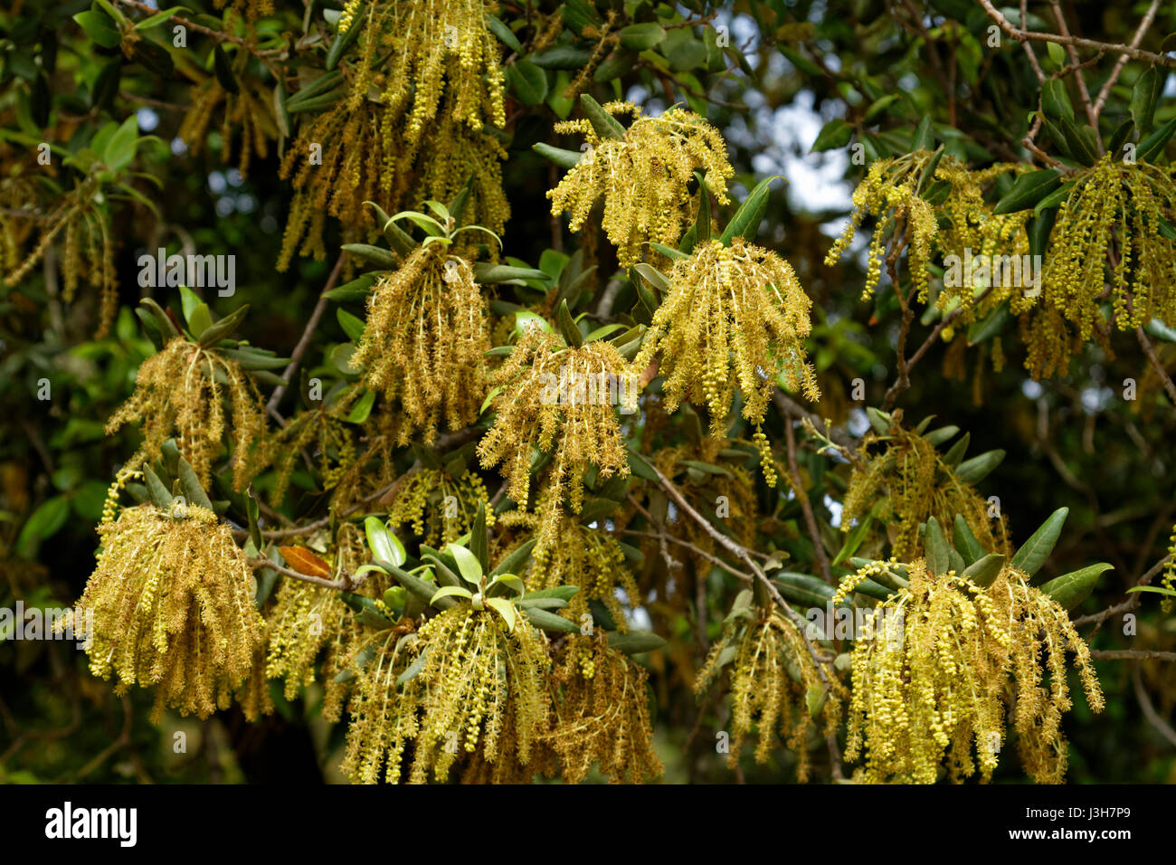 Oak Tree Flower High Resolution Stock Photography and Images - Alamy