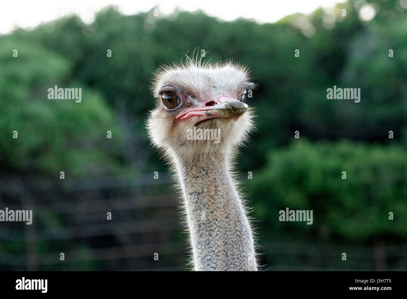 Ostrich sea hi-res stock photography and images - Alamy