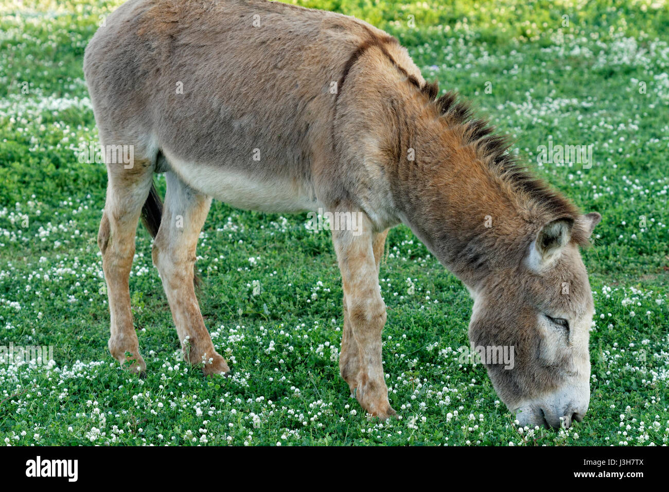 Donkey from Brijuni National Park, Croatia Stock Photo - Alamy