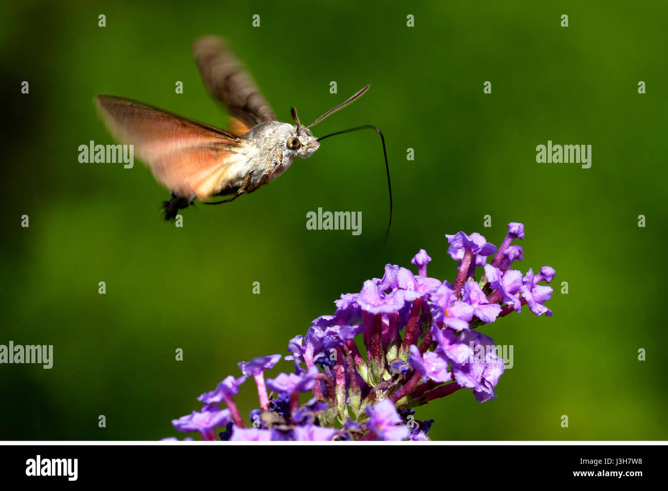 The hummingbird hawk-moth hovering above the flower, Brijuni National ...