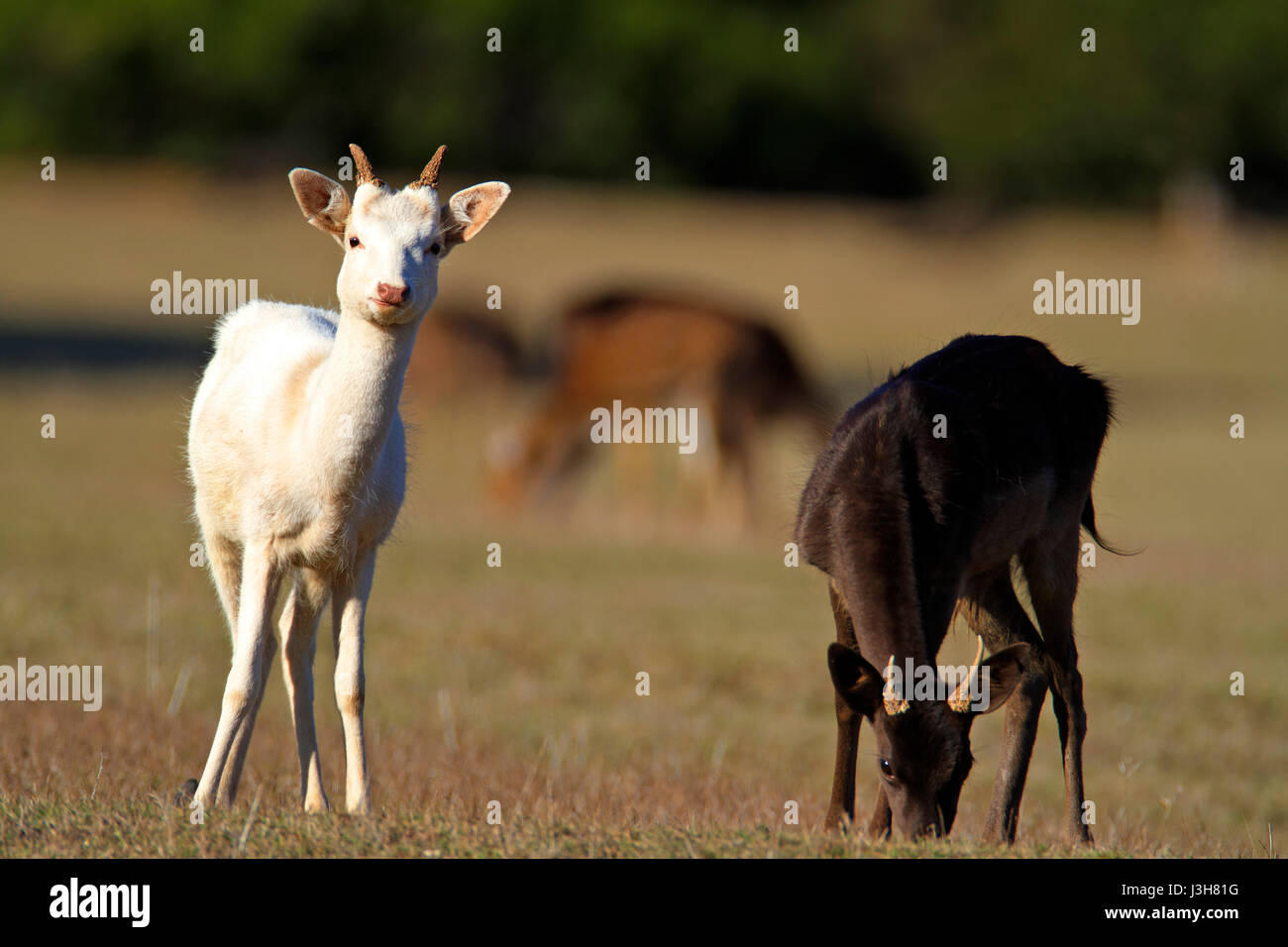 The goat grazing on the grassland in Brijuni National Park, Croatia ...