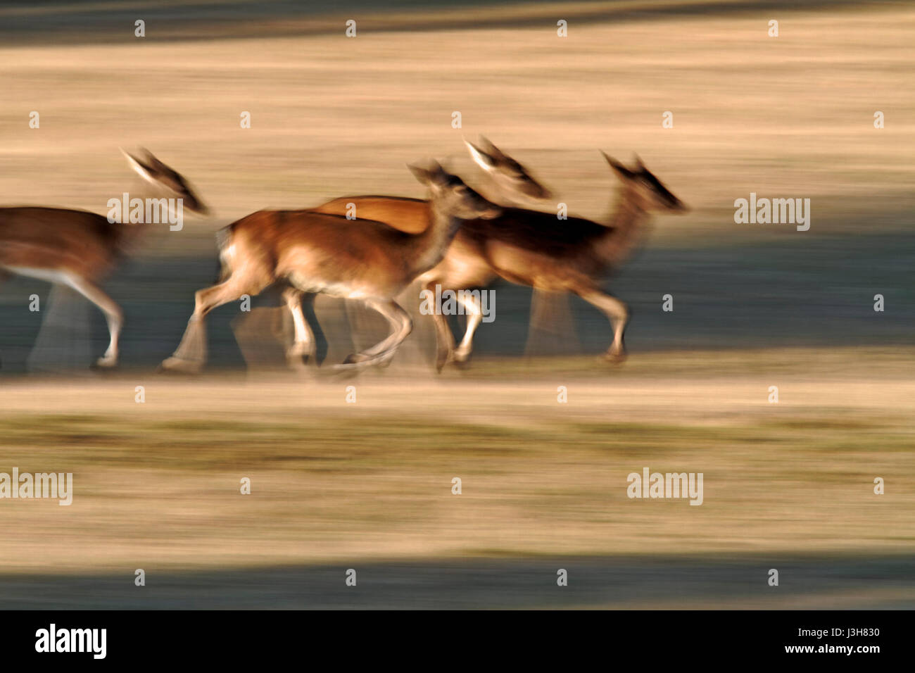 Group running in to the sea hi-res stock photography and images - Alamy