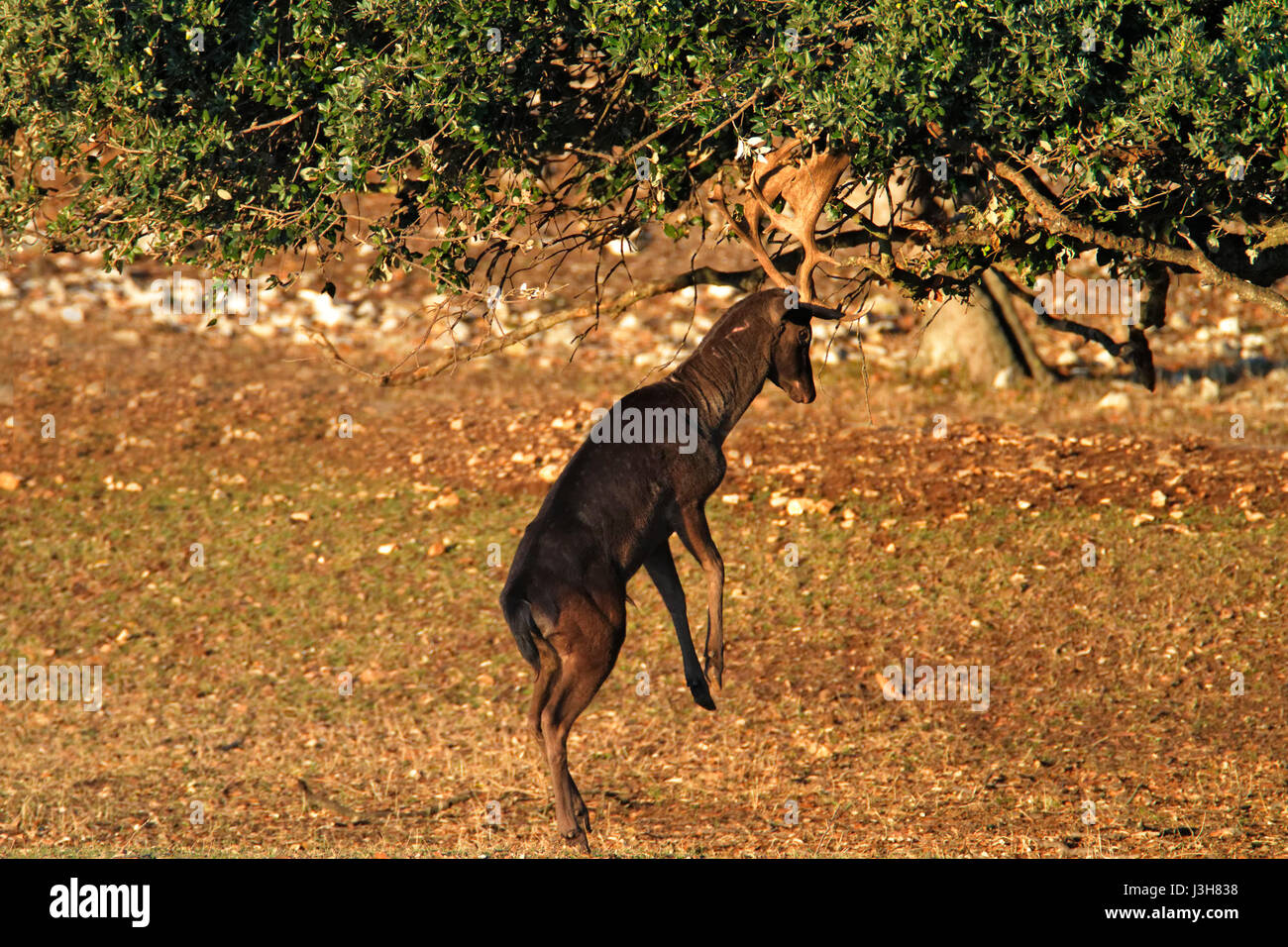 Deer Grazing On The Grassland In Brijuni National Park Croatia Stock