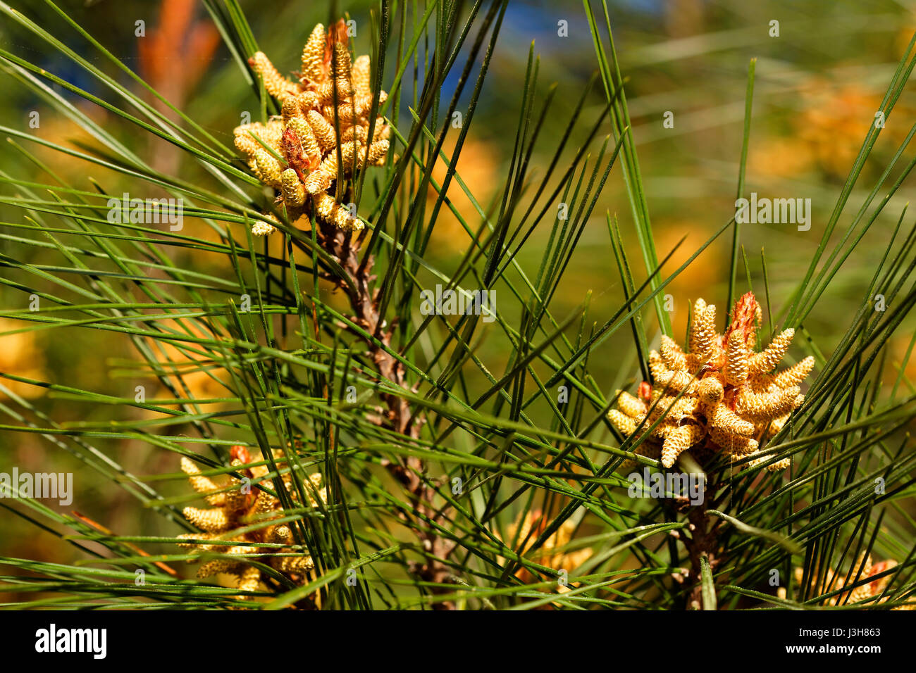 Pine flower from Brijuni National Park Stock Photo - Alamy
