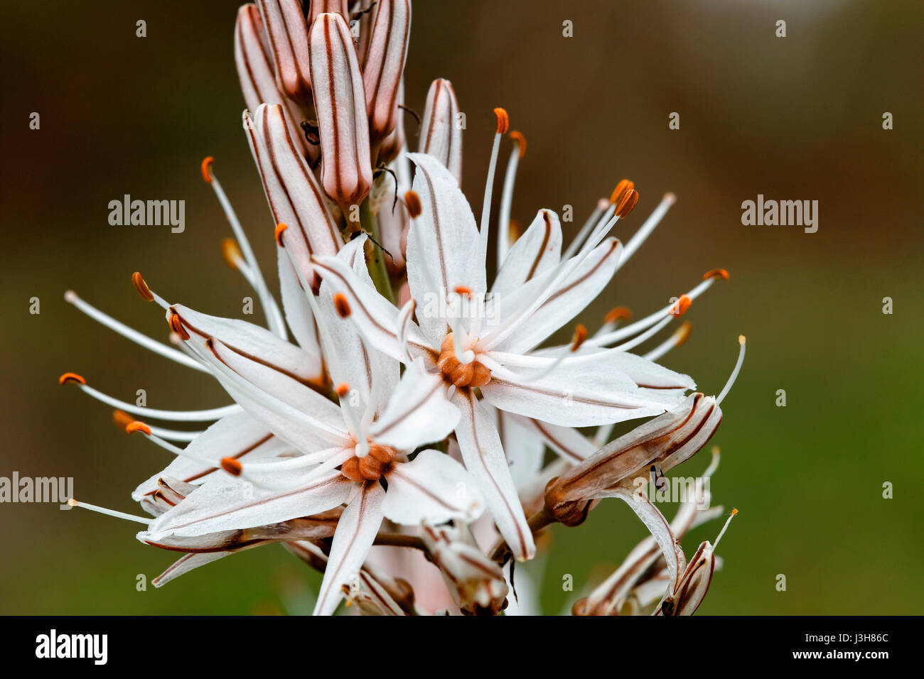 Flowers of the Asphodelus ramosus, also known as branched asphodel from ...