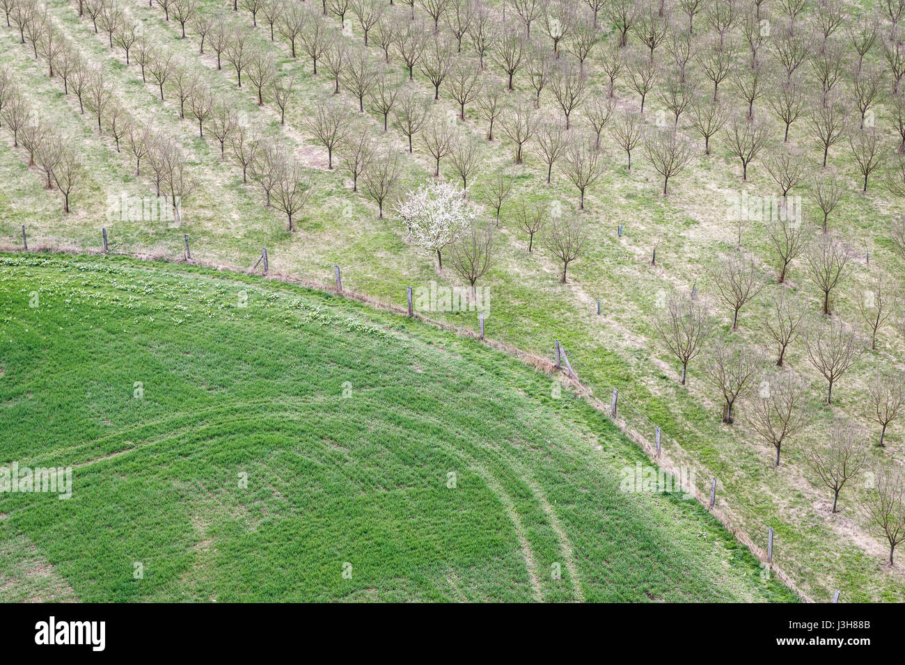 Apple trees in winter before the bloom. Alley apple trees in a row ...