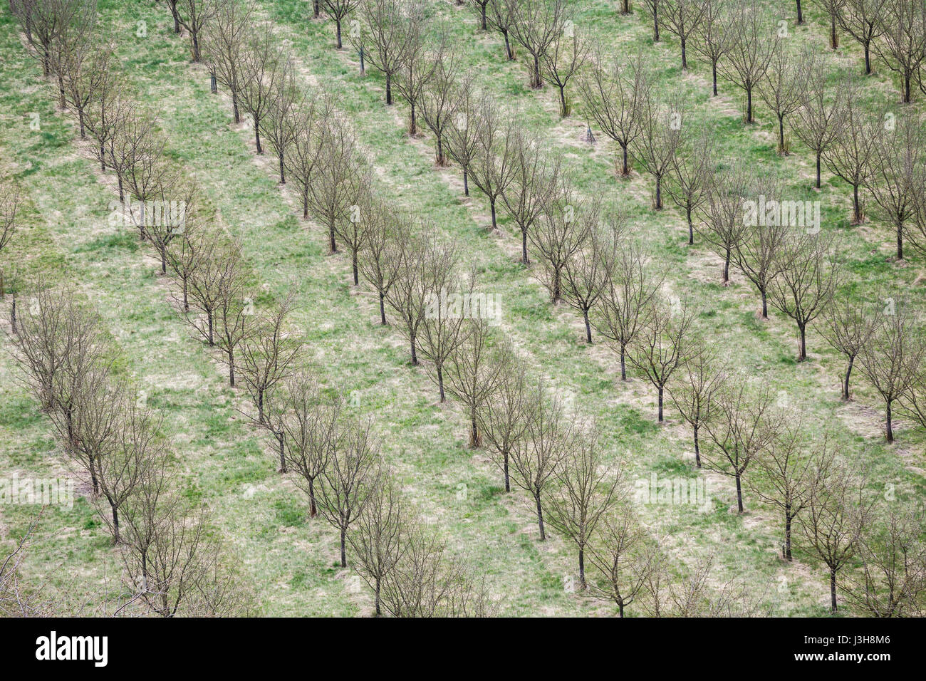 Apple trees in winter before the bloom. Alley apple trees in a row ...