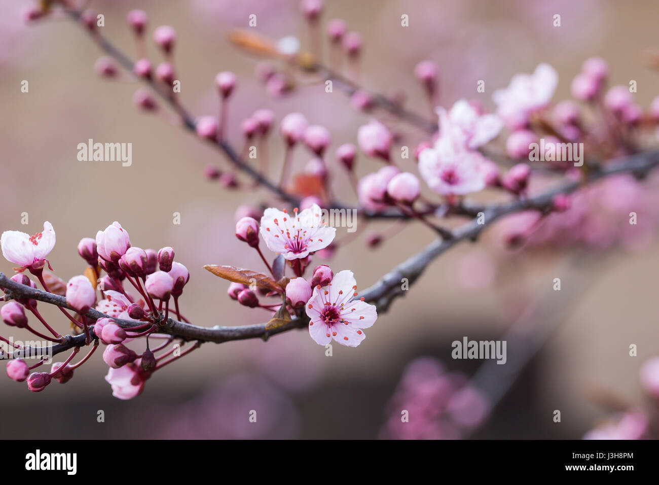 Cherry blossom branch in spring Stock Photo - Alamy