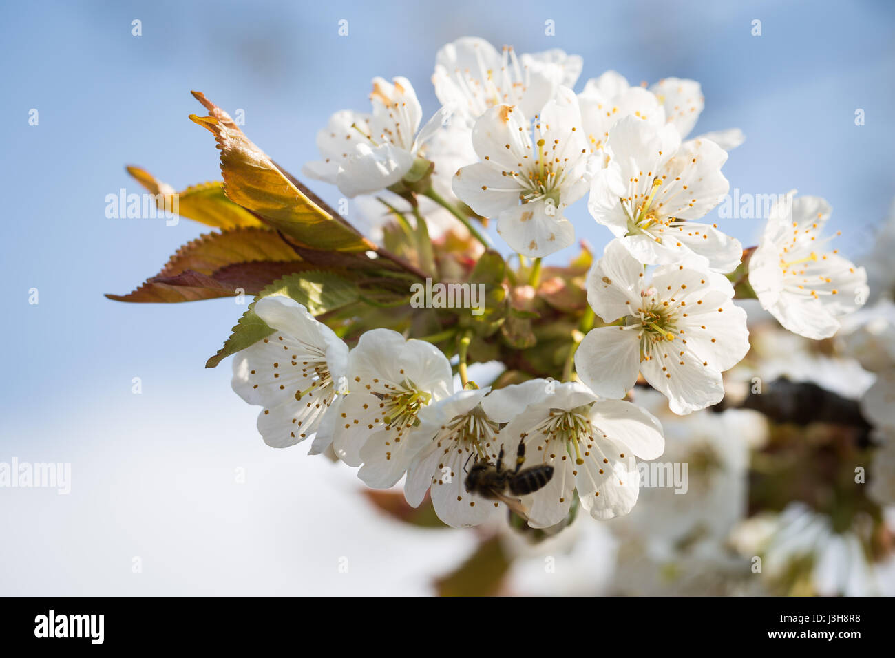 Cherry blossom branch in spring Stock Photo - Alamy
