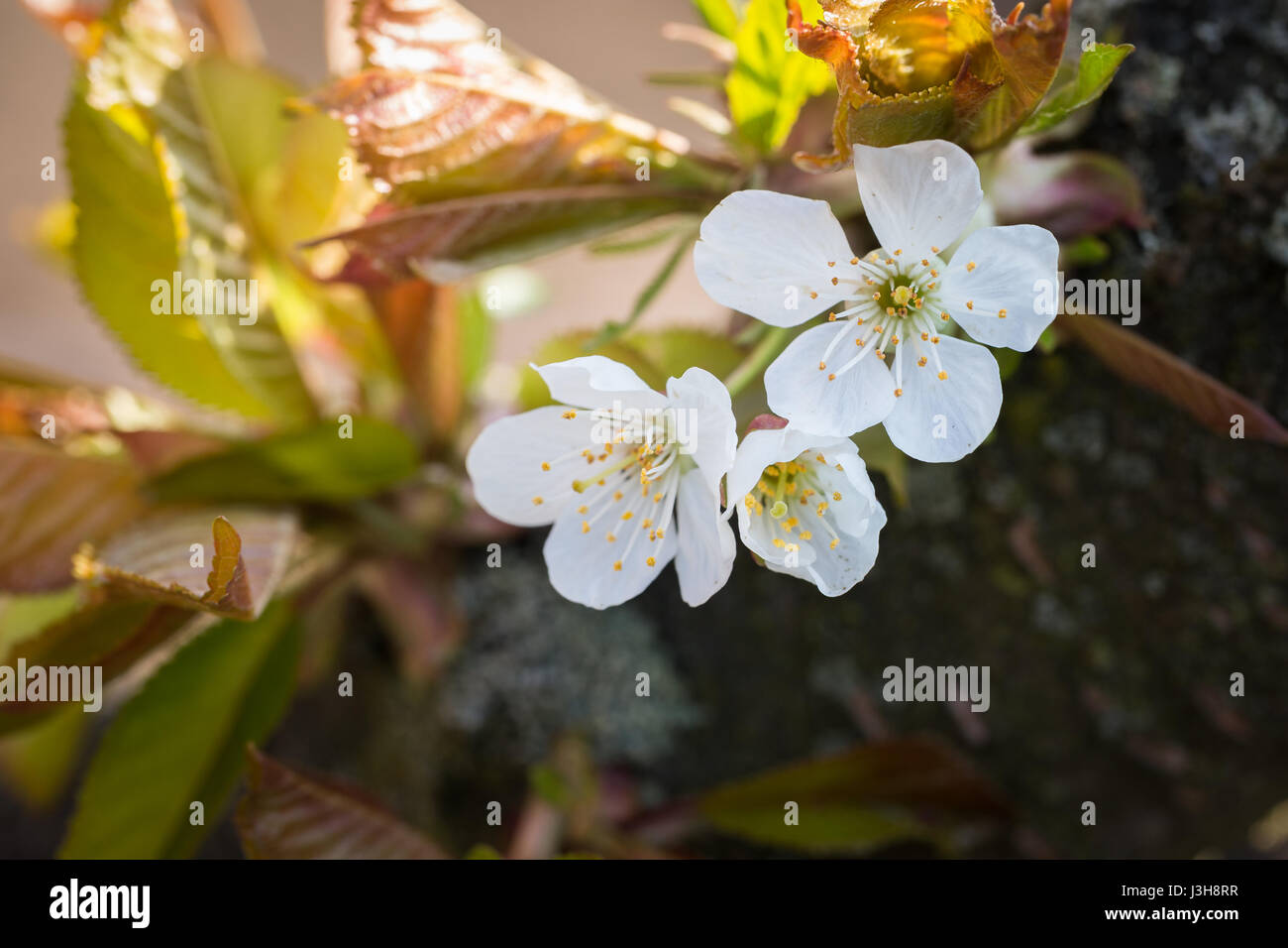 white cherry tree flower in spring Stock Photo - Alamy