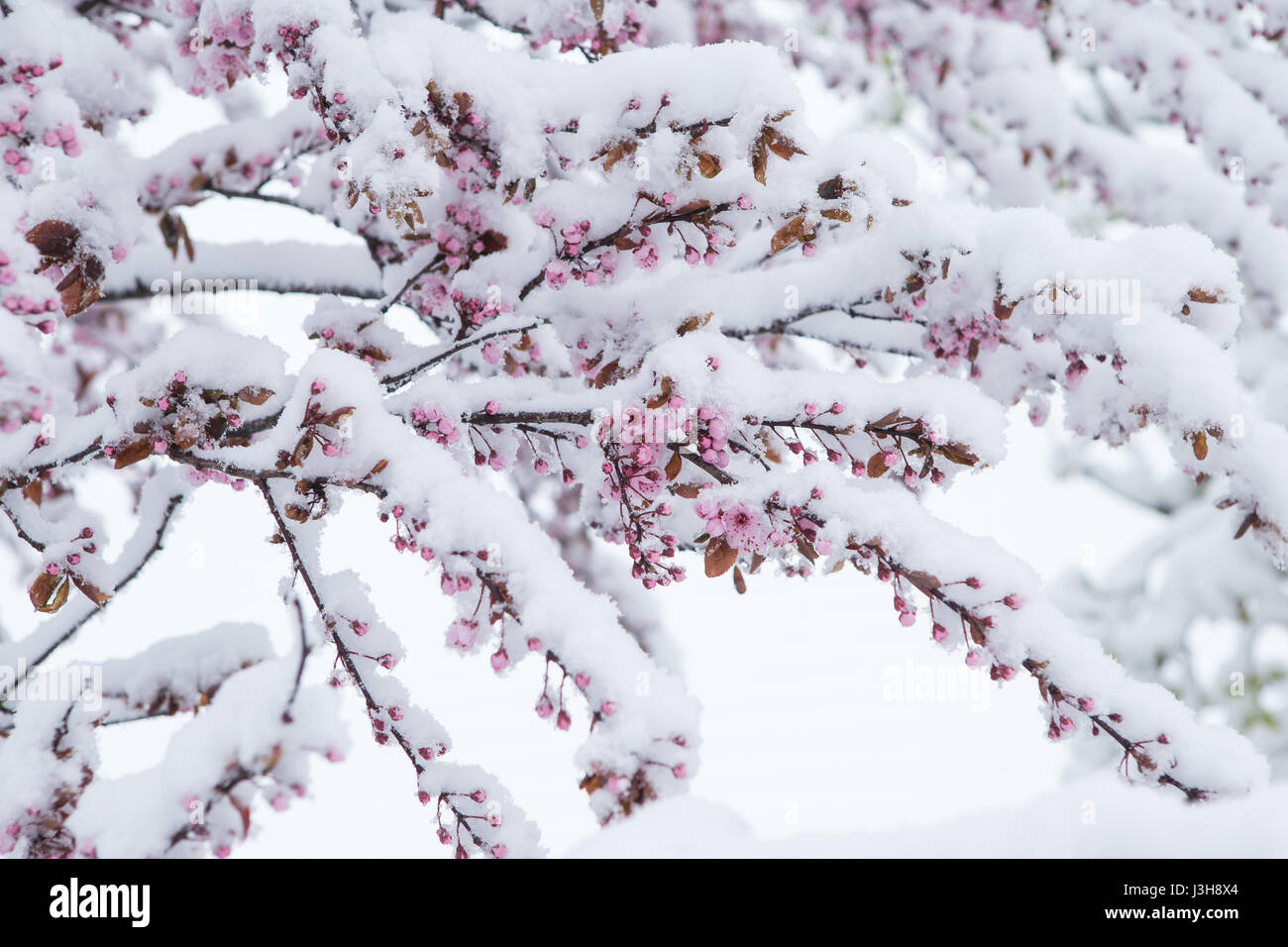Snow covered cherry blossom in spring Stock Photo - Alamy