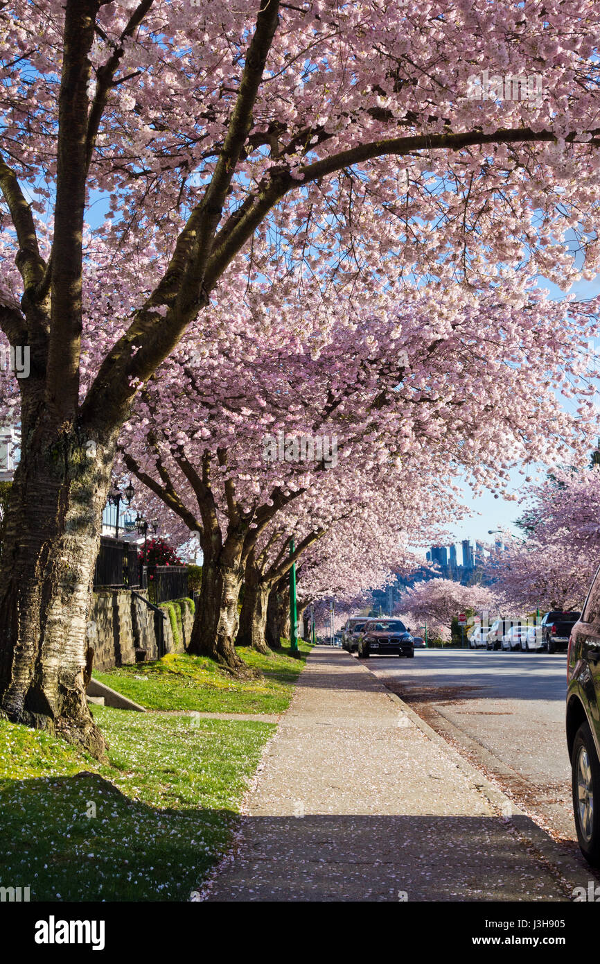 Residential street in Burnaby, BC with flowering pink ornamental cherry ...