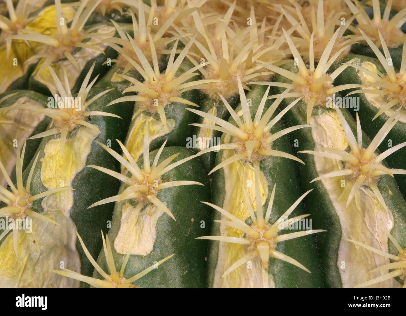 background of thorny cactus with sharp needles Stock Photo - Alamy