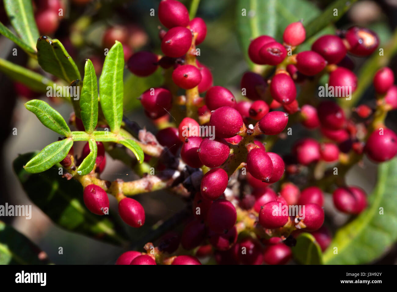 Fruits of the Pistacia lentiscus (also lentisk; mastic) from Brijuni ...