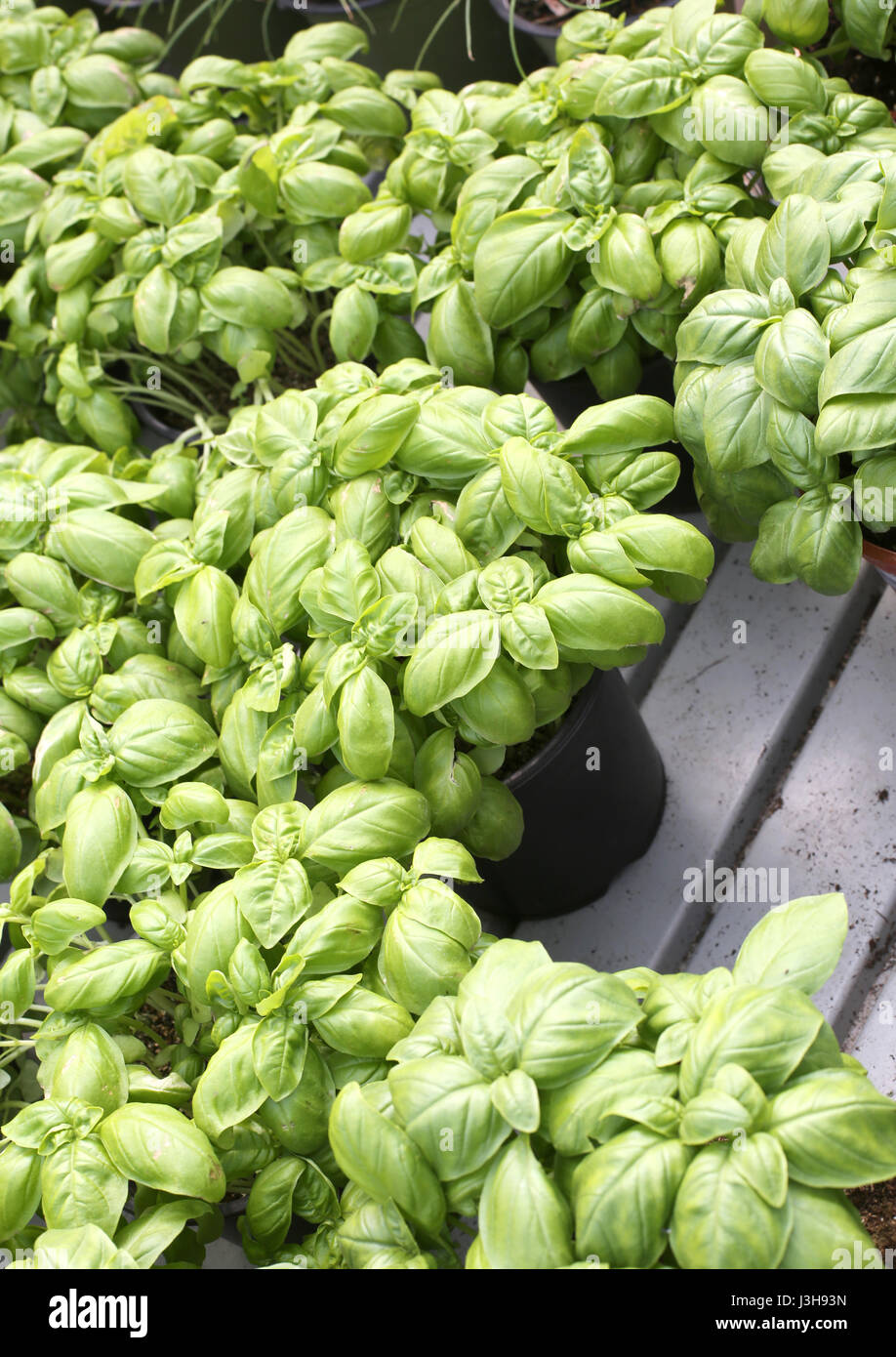 Many pots of fresh basil is the typical aromatic plant of italian and ...