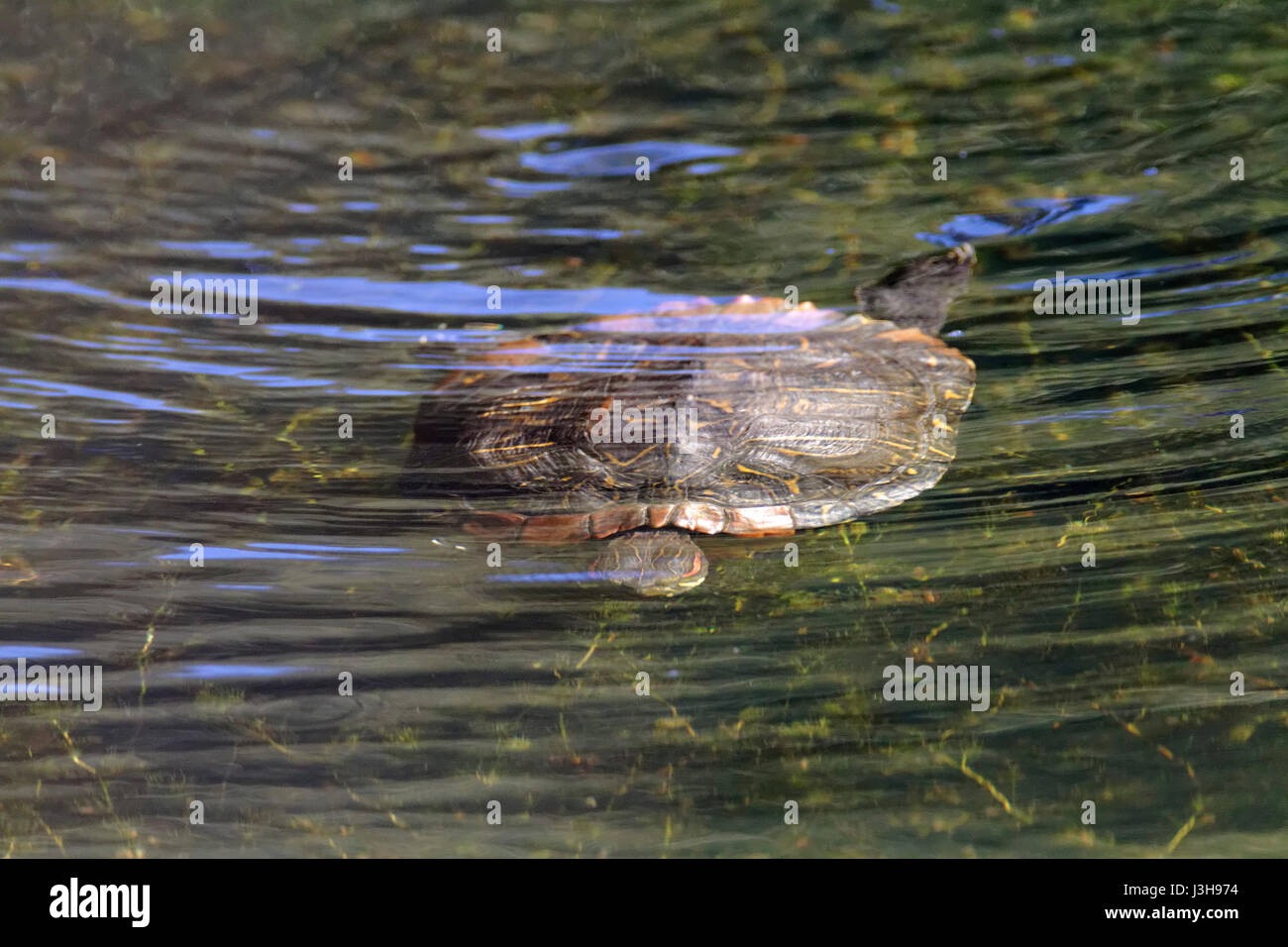 Red eared slider from hi-res stock photography and images - Alamy