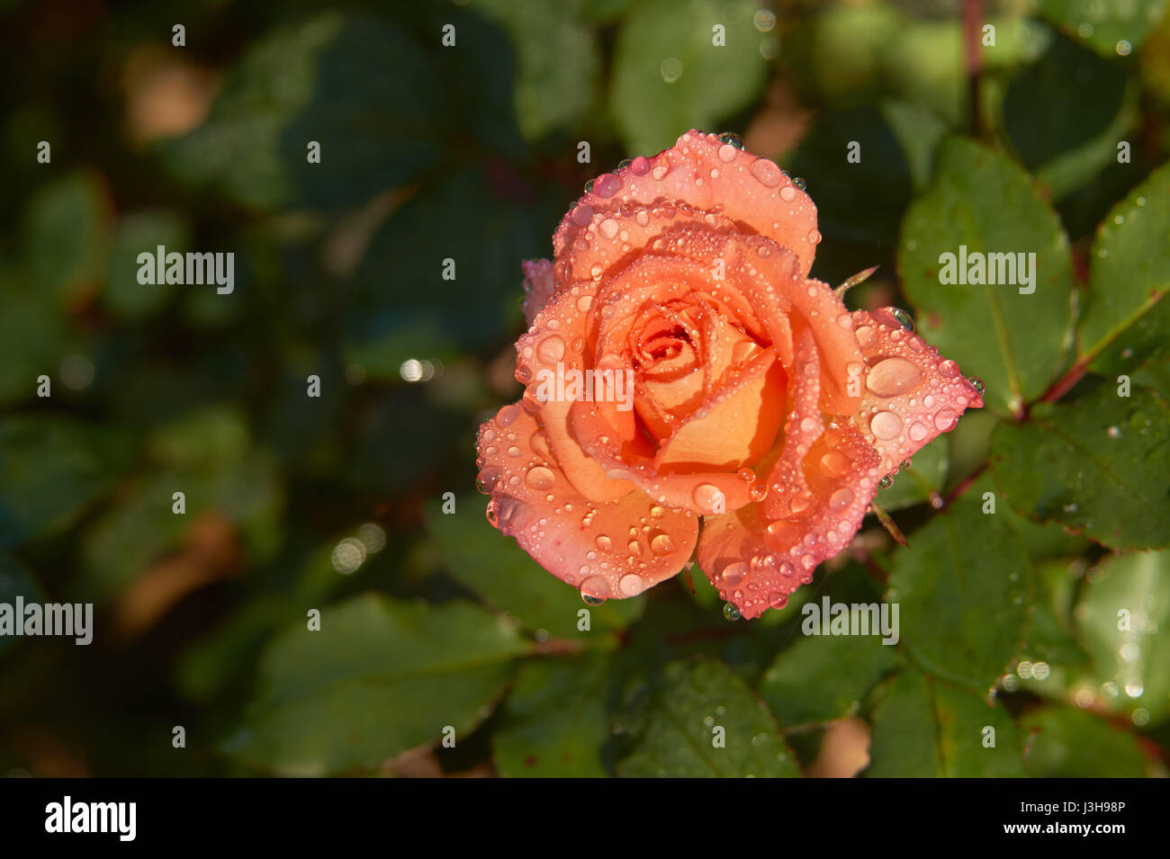 Peach rose with rain drops hi-res stock photography and images - Alamy