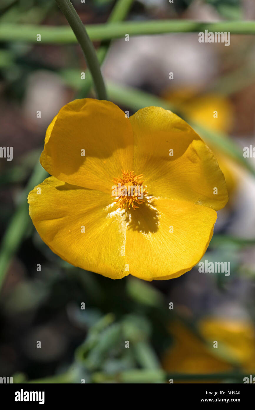 Yellow hornpoppy from Brijuni National Park Stock Photo - Alamy