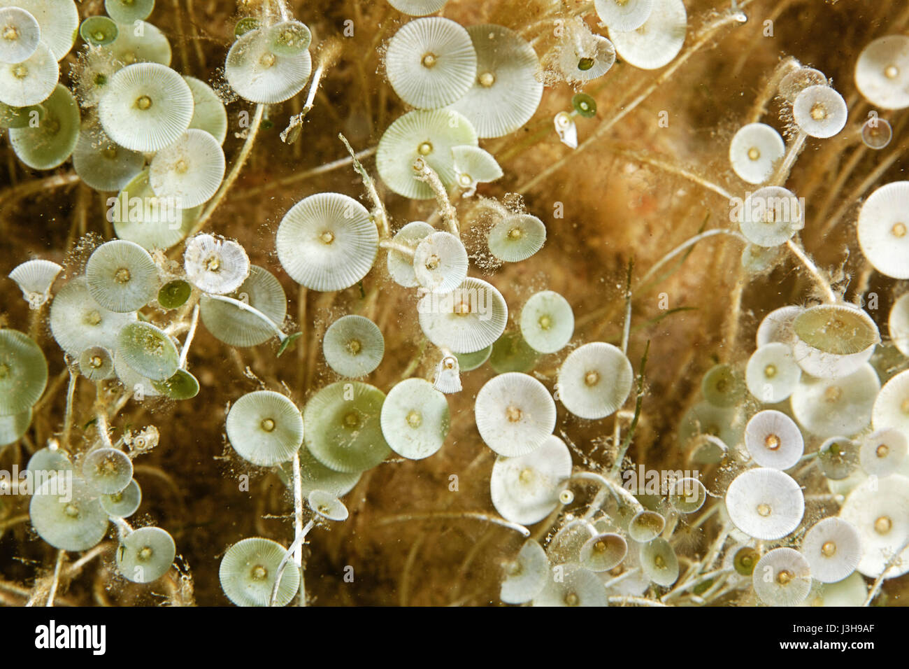 The close-up of Acetabularia algae in the Adriatic Sea near Hvar island ...