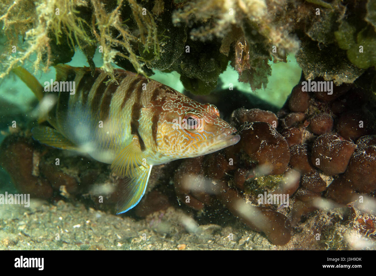 The painted comber in the Adriatic Sea, from Brijuni National Park ...
