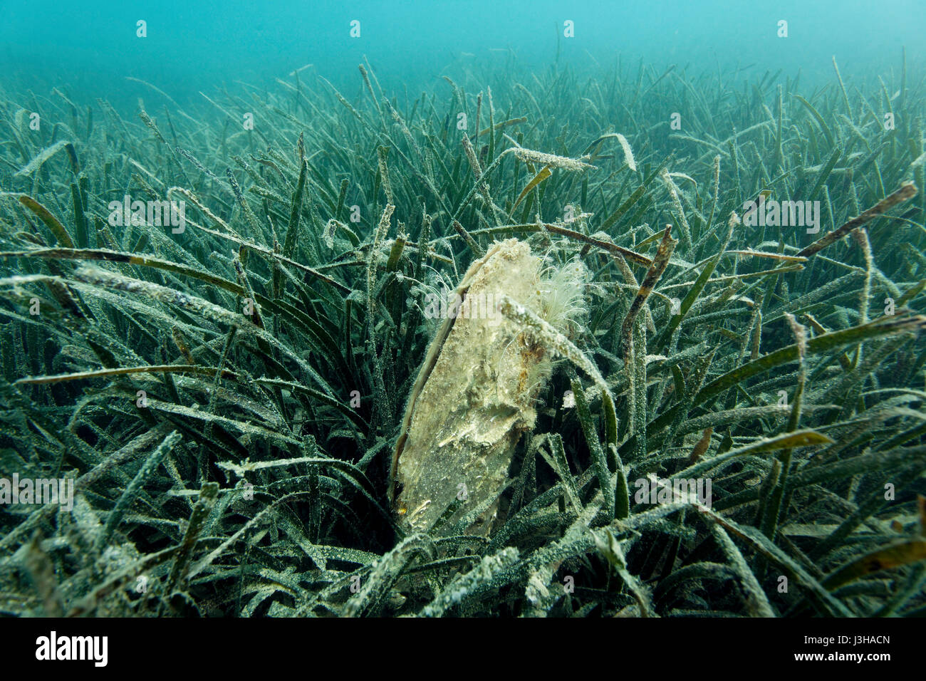The noble pen shell from the seagrass bottom of the Adriatic Sea in ...