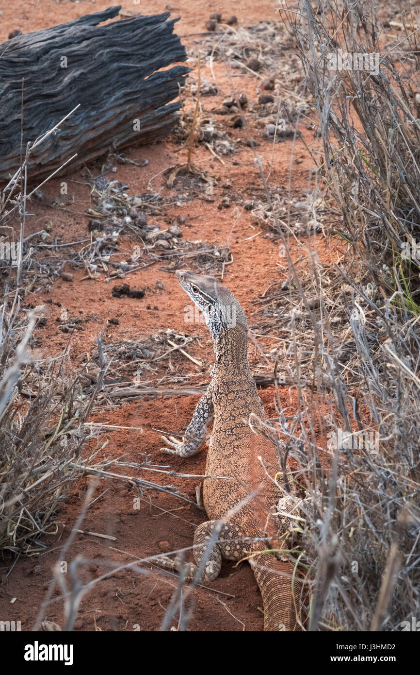 Alice springs animals hi-res stock photography and images - Alamy