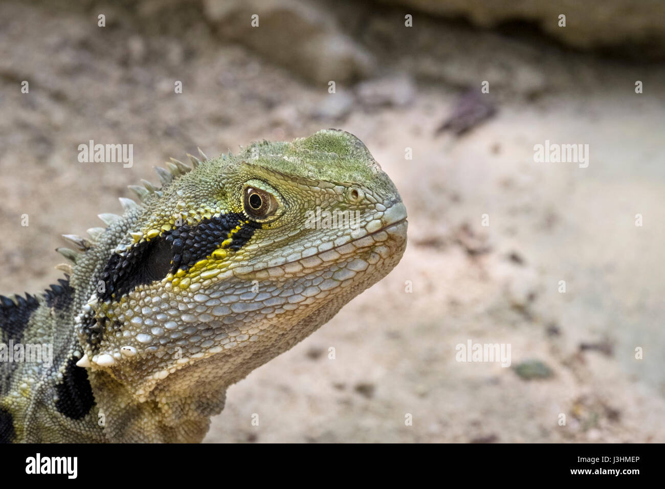 Alice springs animals hi-res stock photography and images - Alamy
