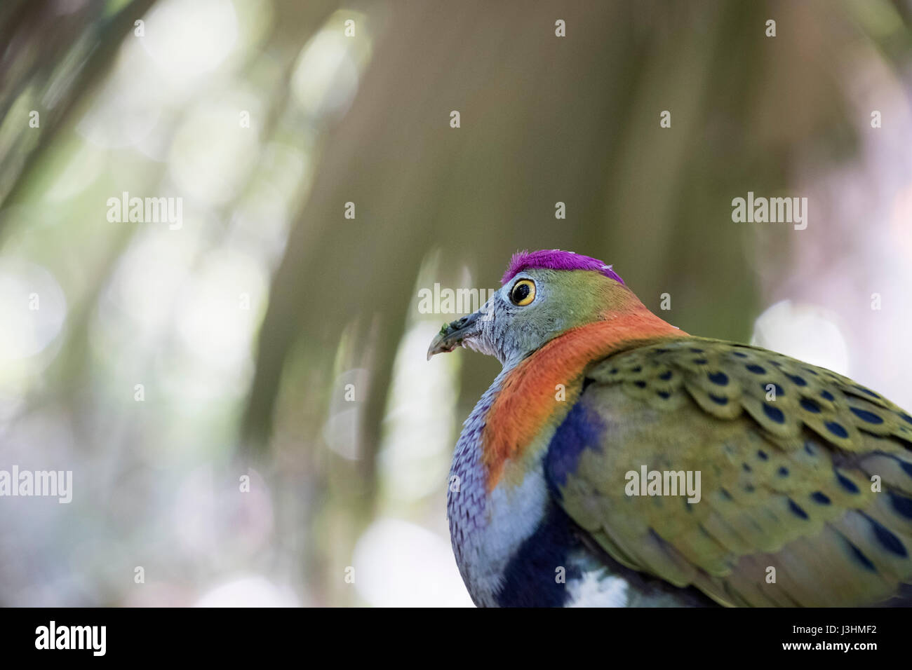 Alice springs animals hi-res stock photography and images - Alamy