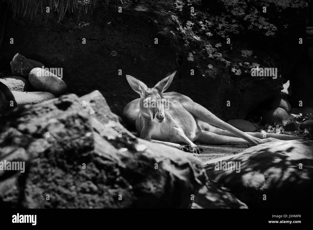 Kangaroo Black and White Stock Photos & Images - Alamy