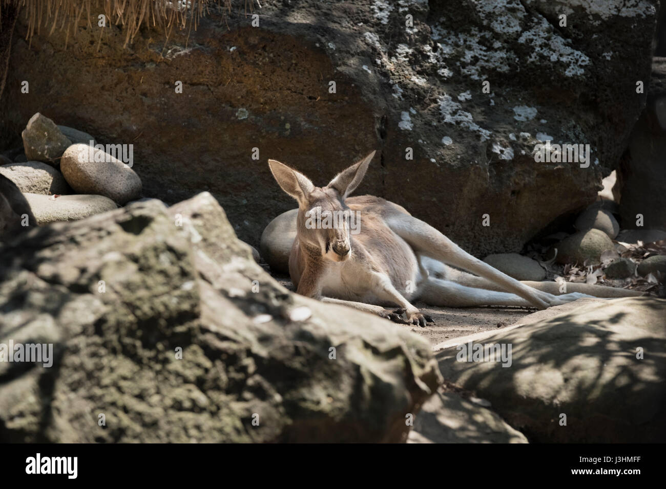 Alice springs animals hi-res stock photography and images - Alamy