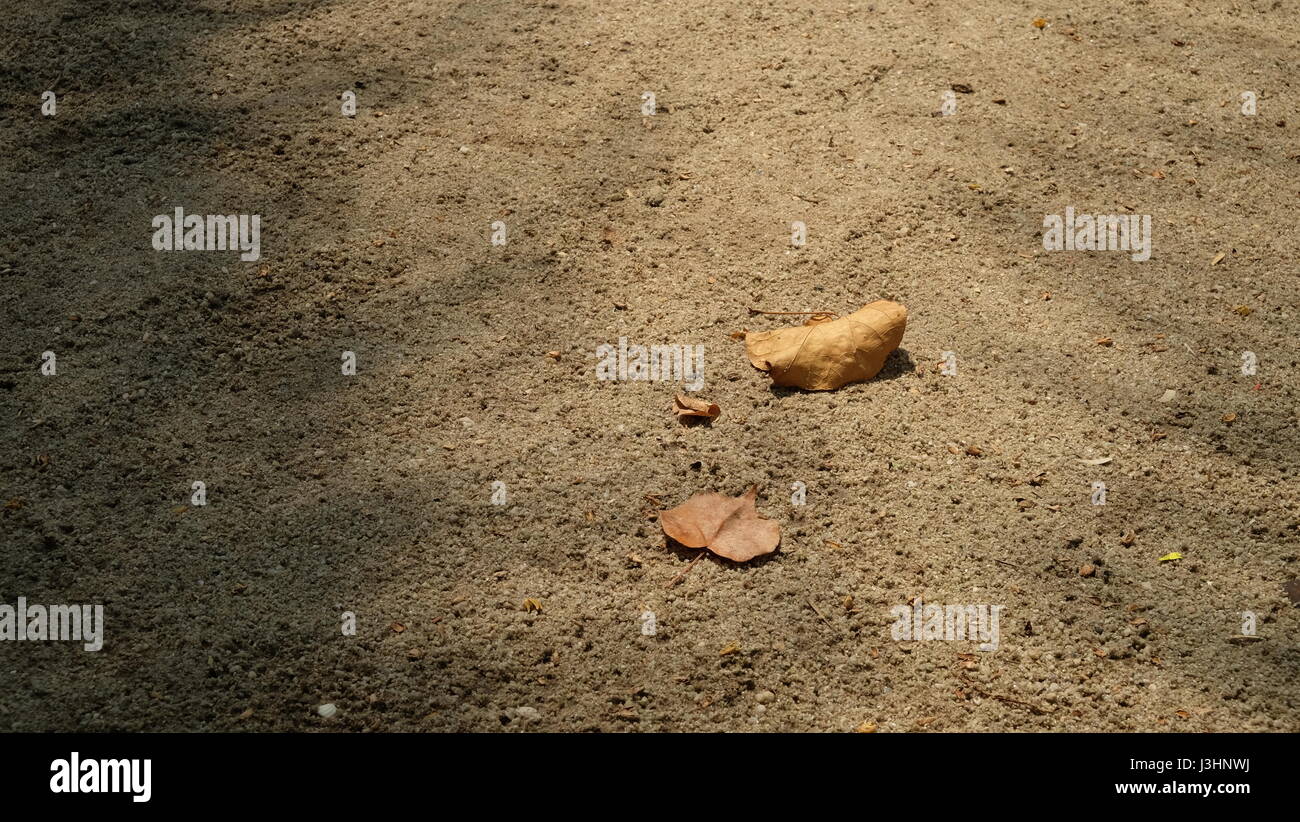 leaf and sand Stock Photo - Alamy
