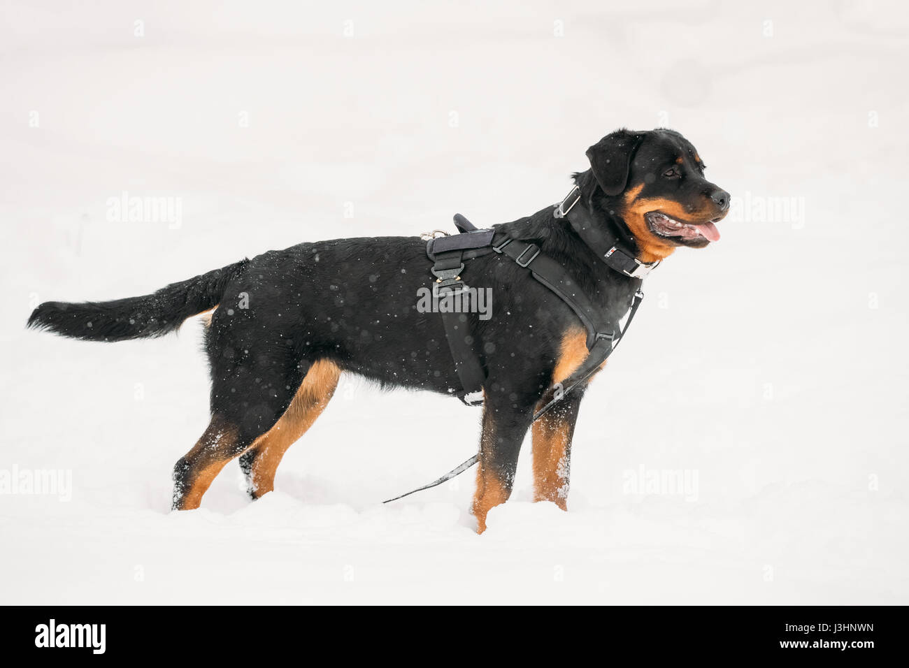 Black Rottweiler Metzgerhund Dog During Training. Winter Season Stock ...