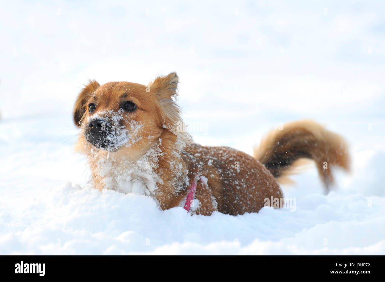A Dog playing In the Snow Stock Photo - Alamy