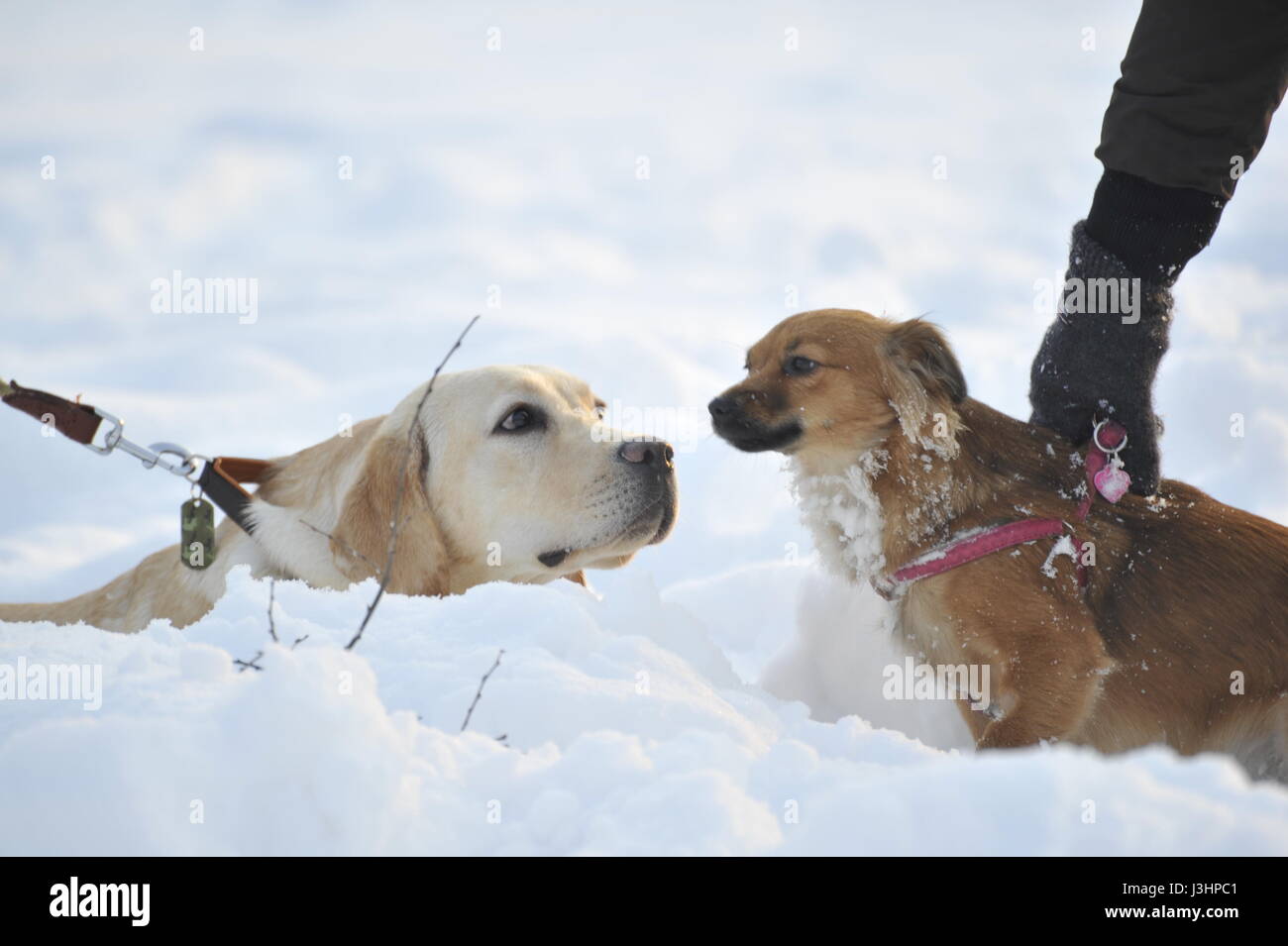 A Dog playing In the Snow Stock Photo - Alamy