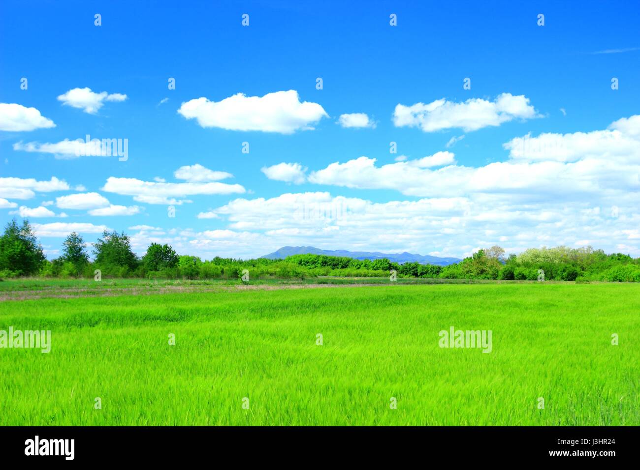 Green fields in spring Stock Photo - Alamy