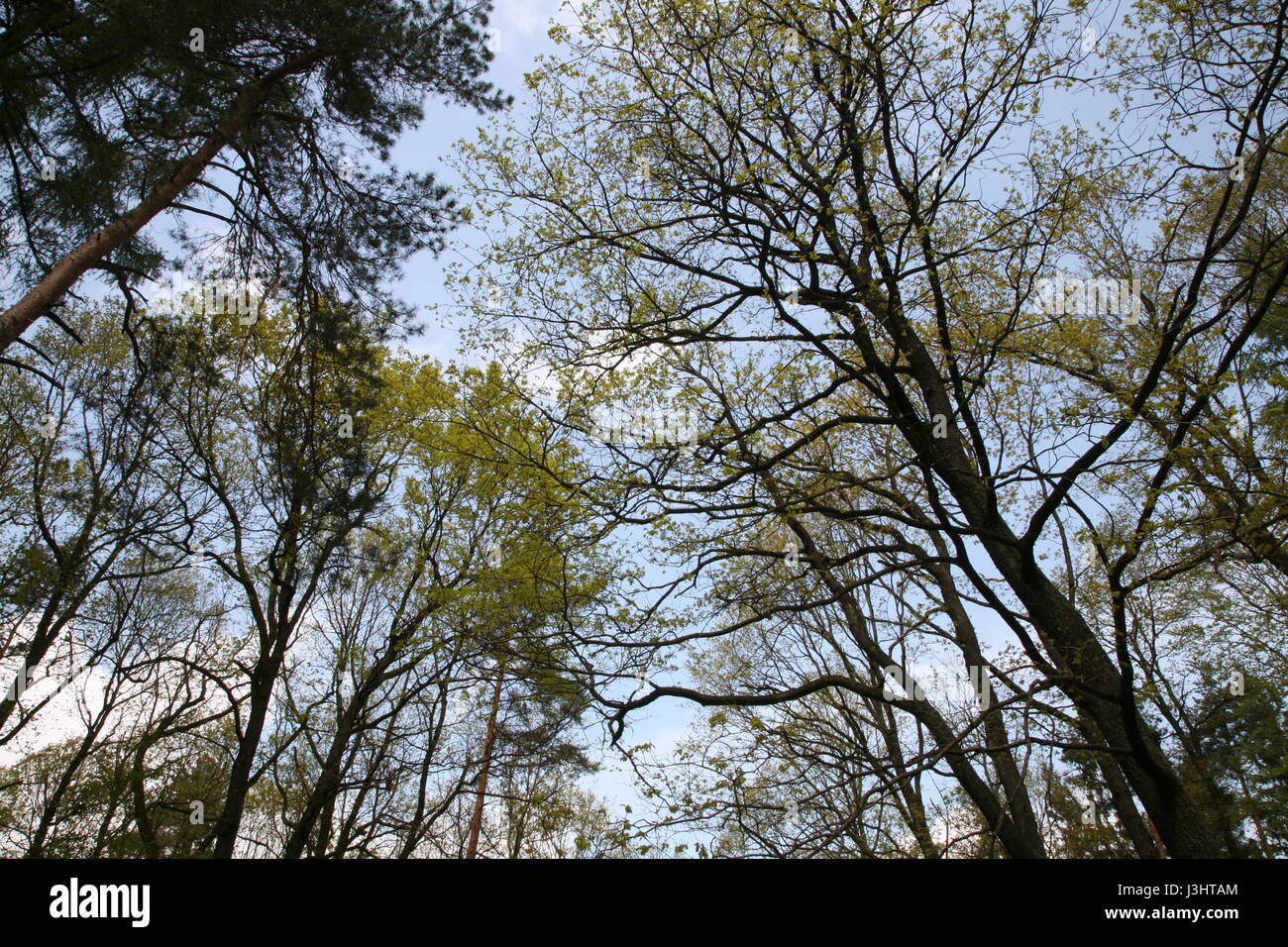 trees in forest Stock Photo - Alamy