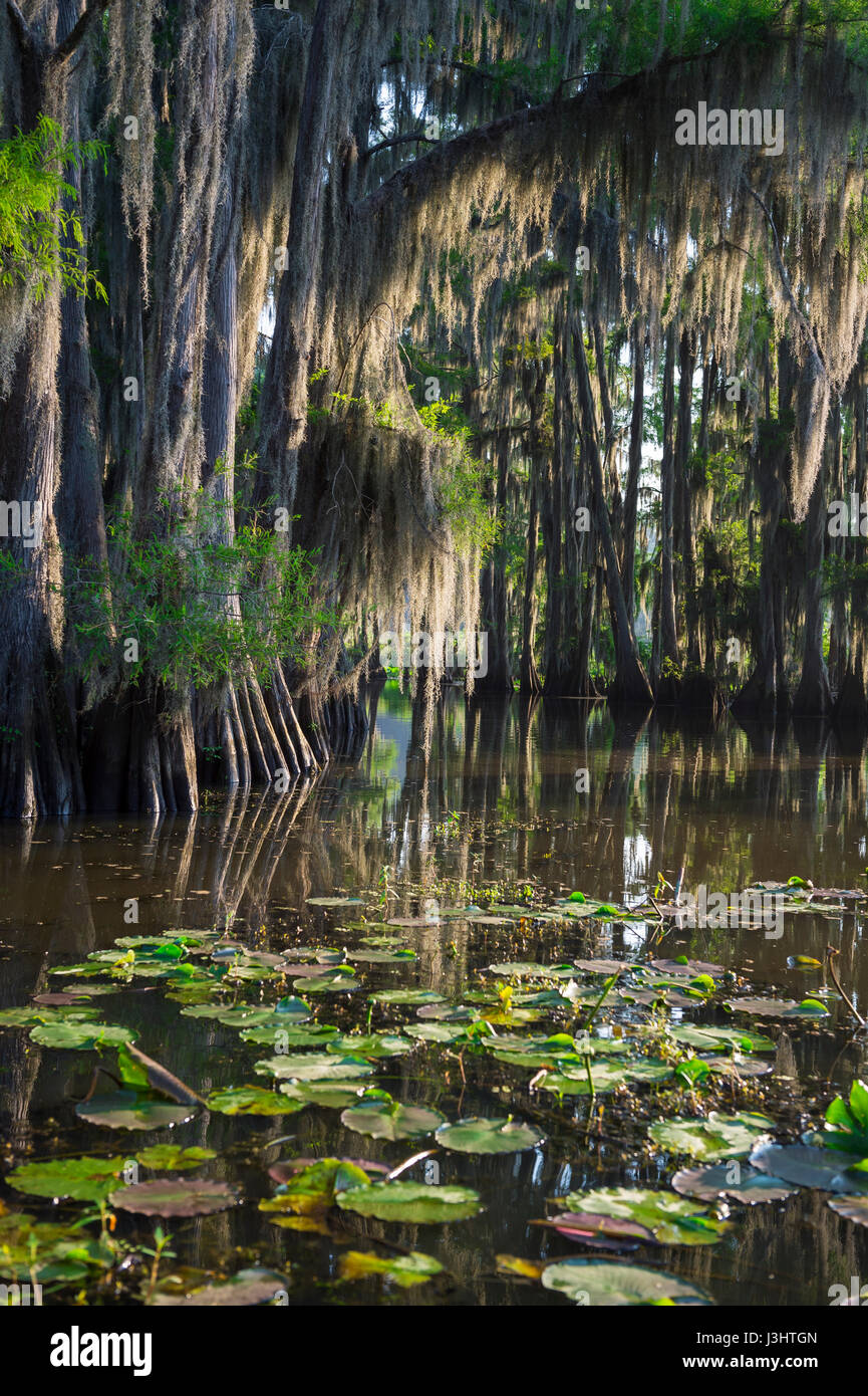 Scenic morning view of the bayou surrounded by bald cypress trees at ...