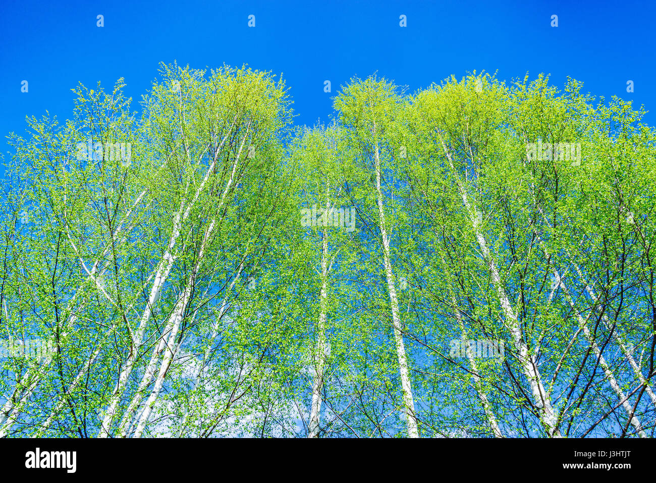 Birch tree crowns on the blue sky background Stock Photo - Alamy