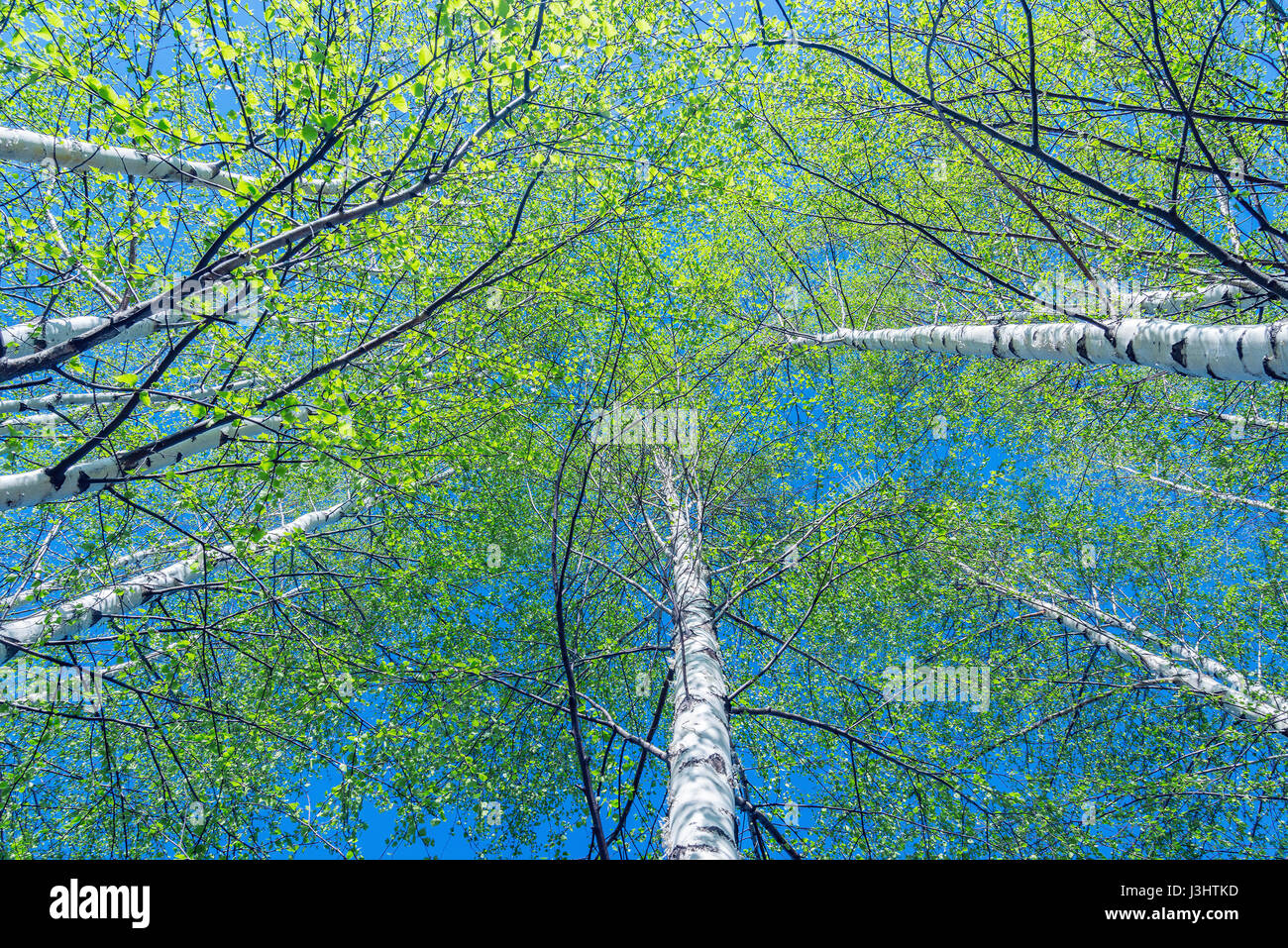 Birch tree crowns on the blue sky background Stock Photo - Alamy
