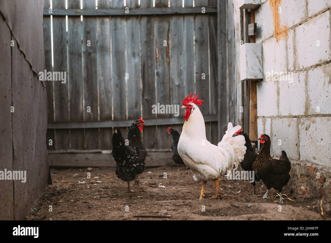 White Chicken Rooster Walking In Rustic Farmyard Stock Photo - Alamy