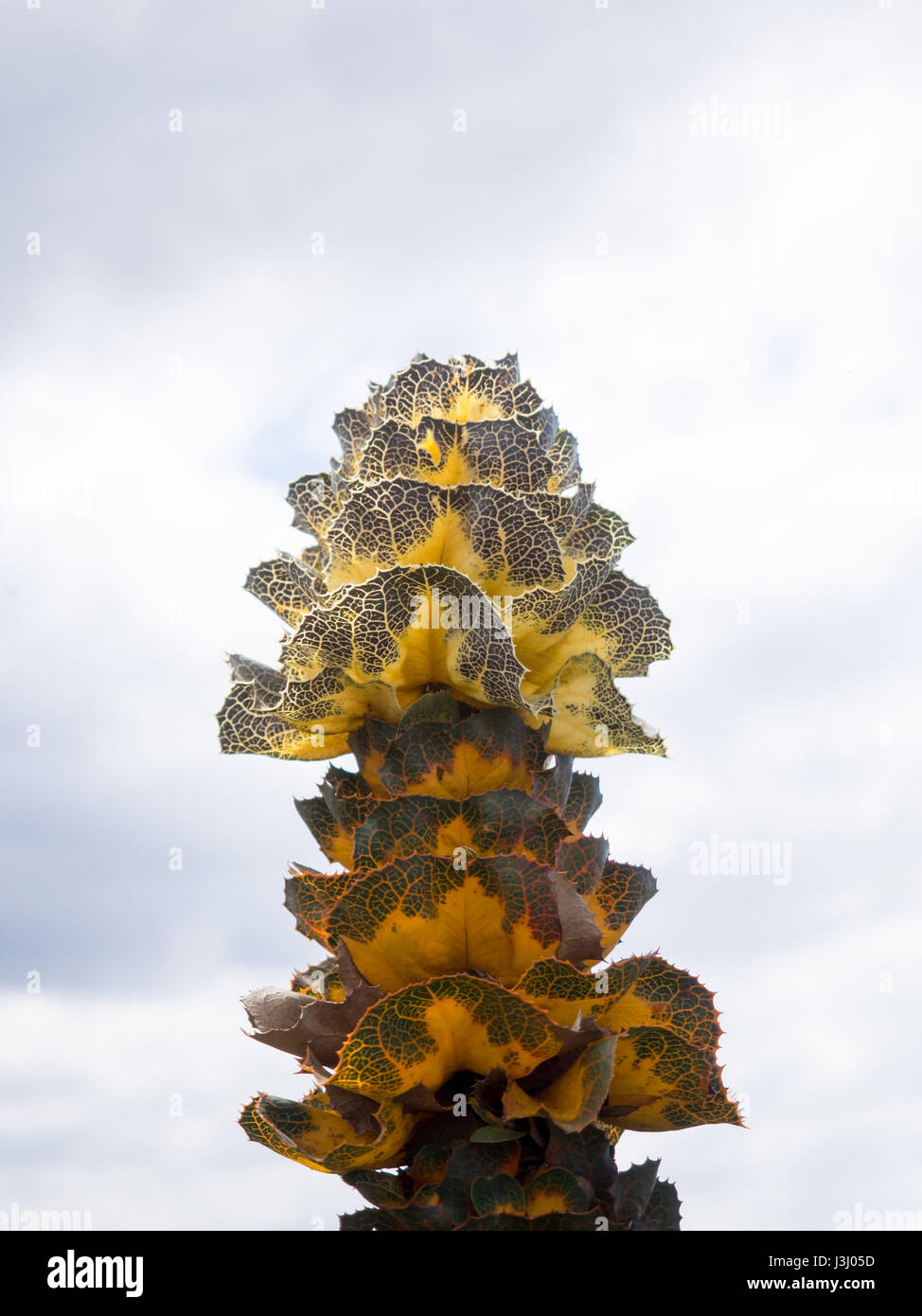 Hakea flowers hi-res stock photography and images - Alamy