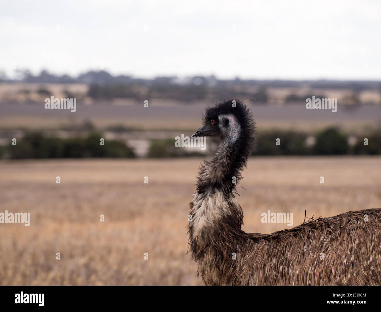 Emu on a farm in Australia Stock Photo - Alamy