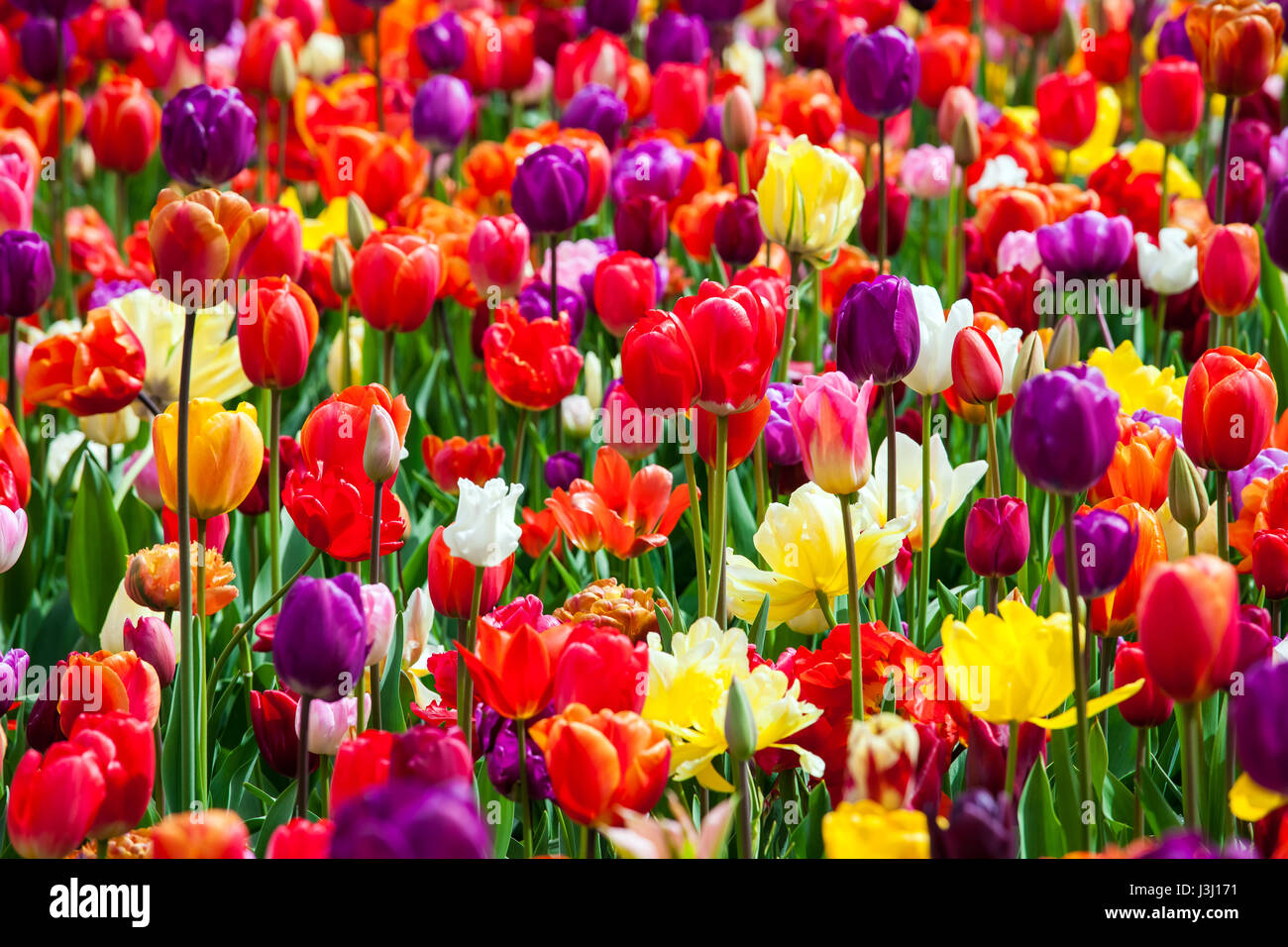 Field of multi colored tulips Stock Photo - Alamy
