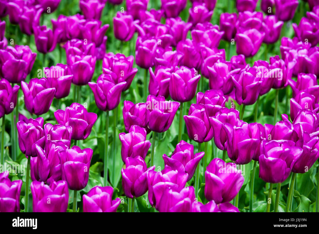 Field of violet tulips Stock Photo - Alamy