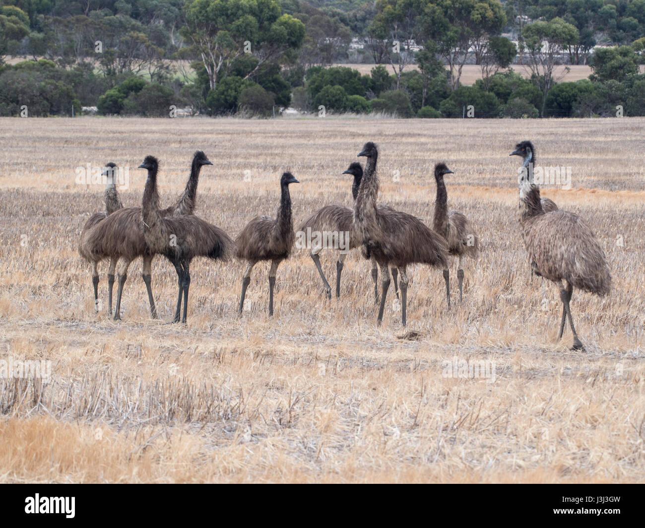 Family of emus on a farm in Australia Stock Photo - Alamy